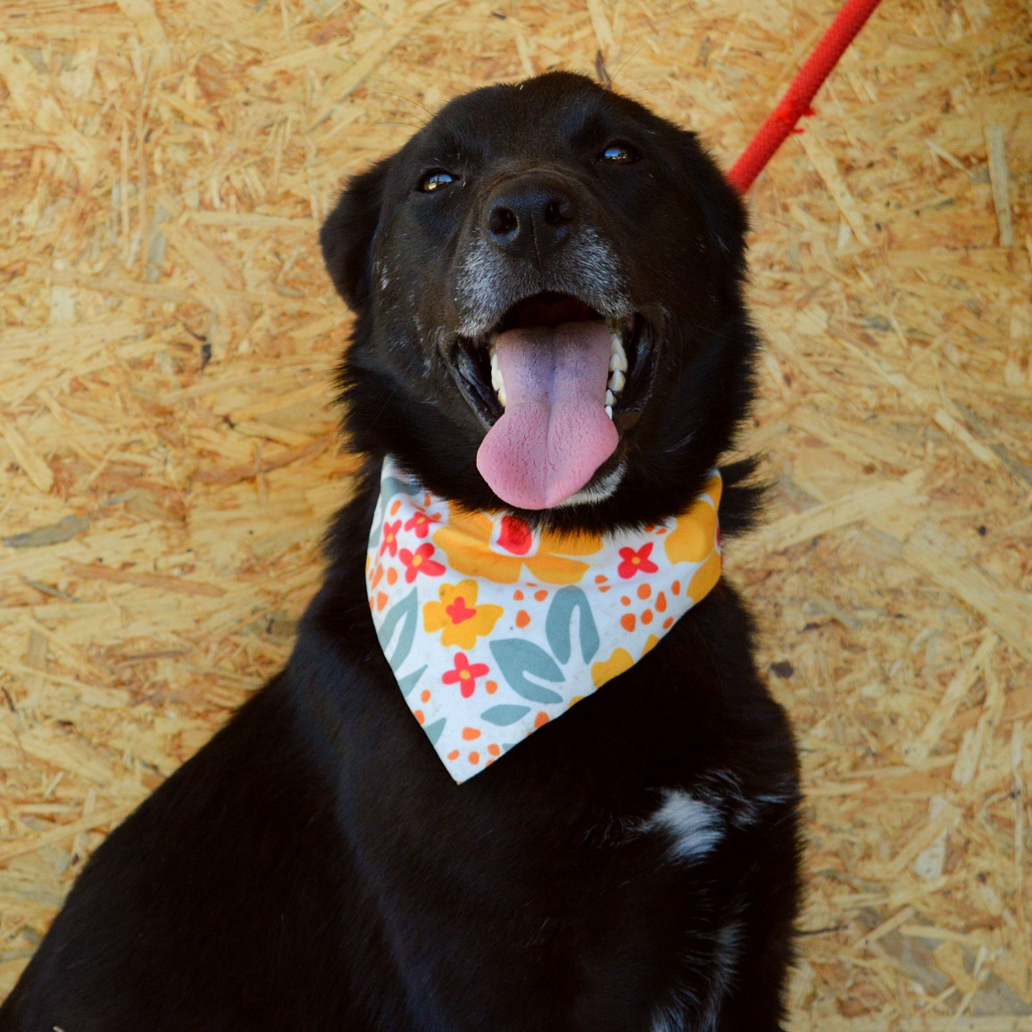 Julia | Petfinder Tiervermittlung