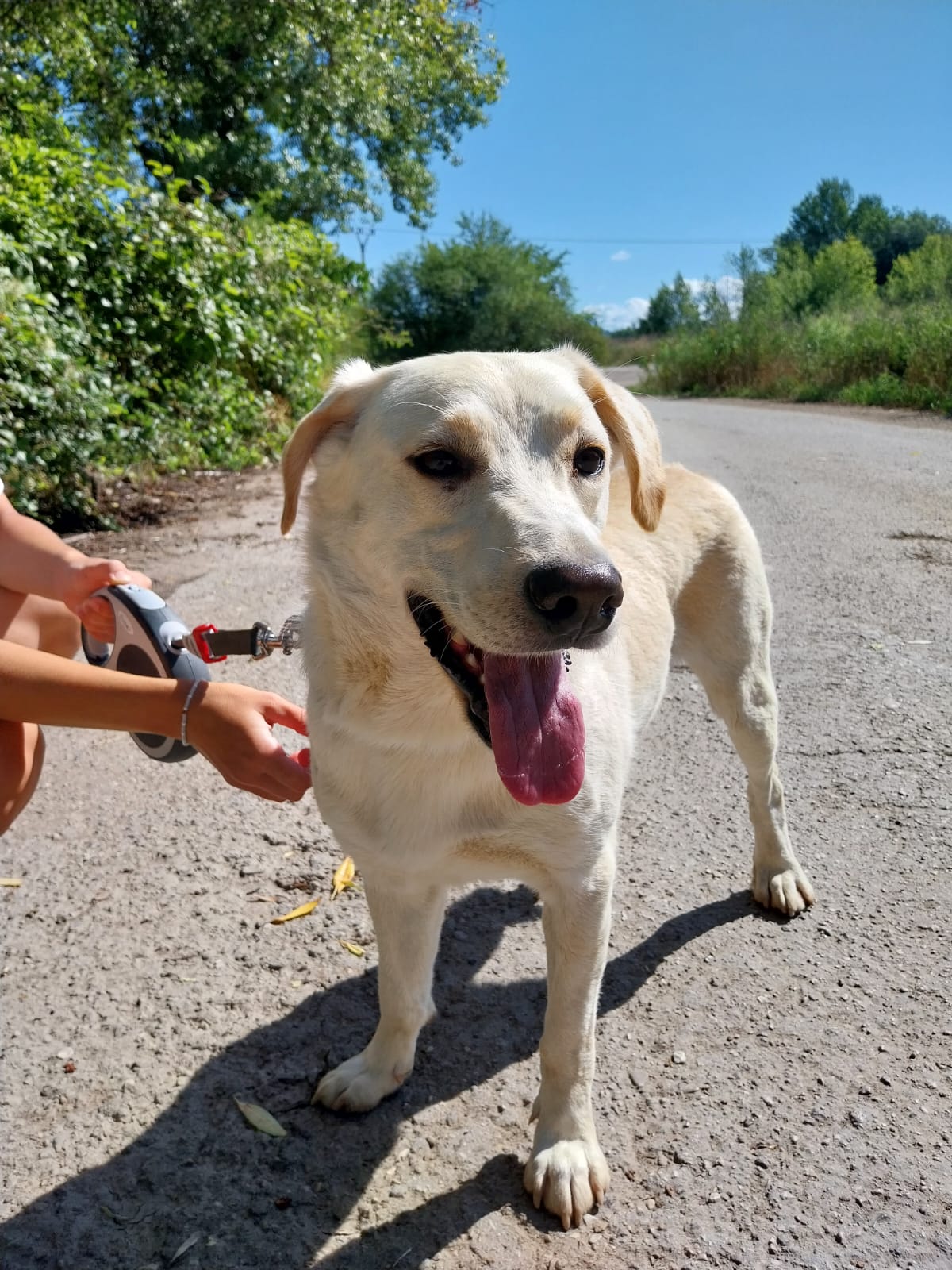 Max | Petfinder Tiervermittlung