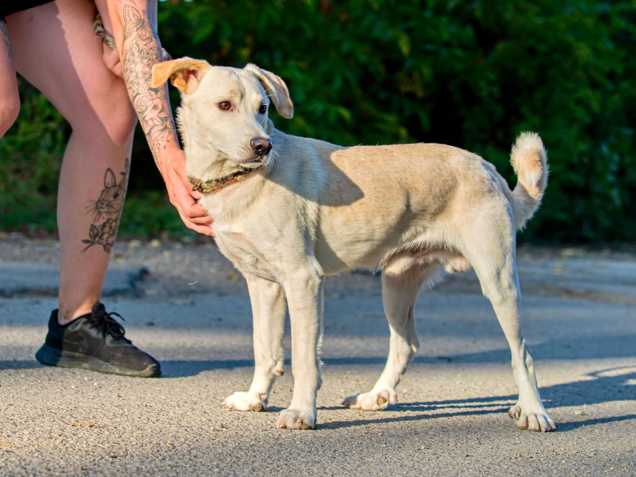 Max | Petfinder Tiervermittlung