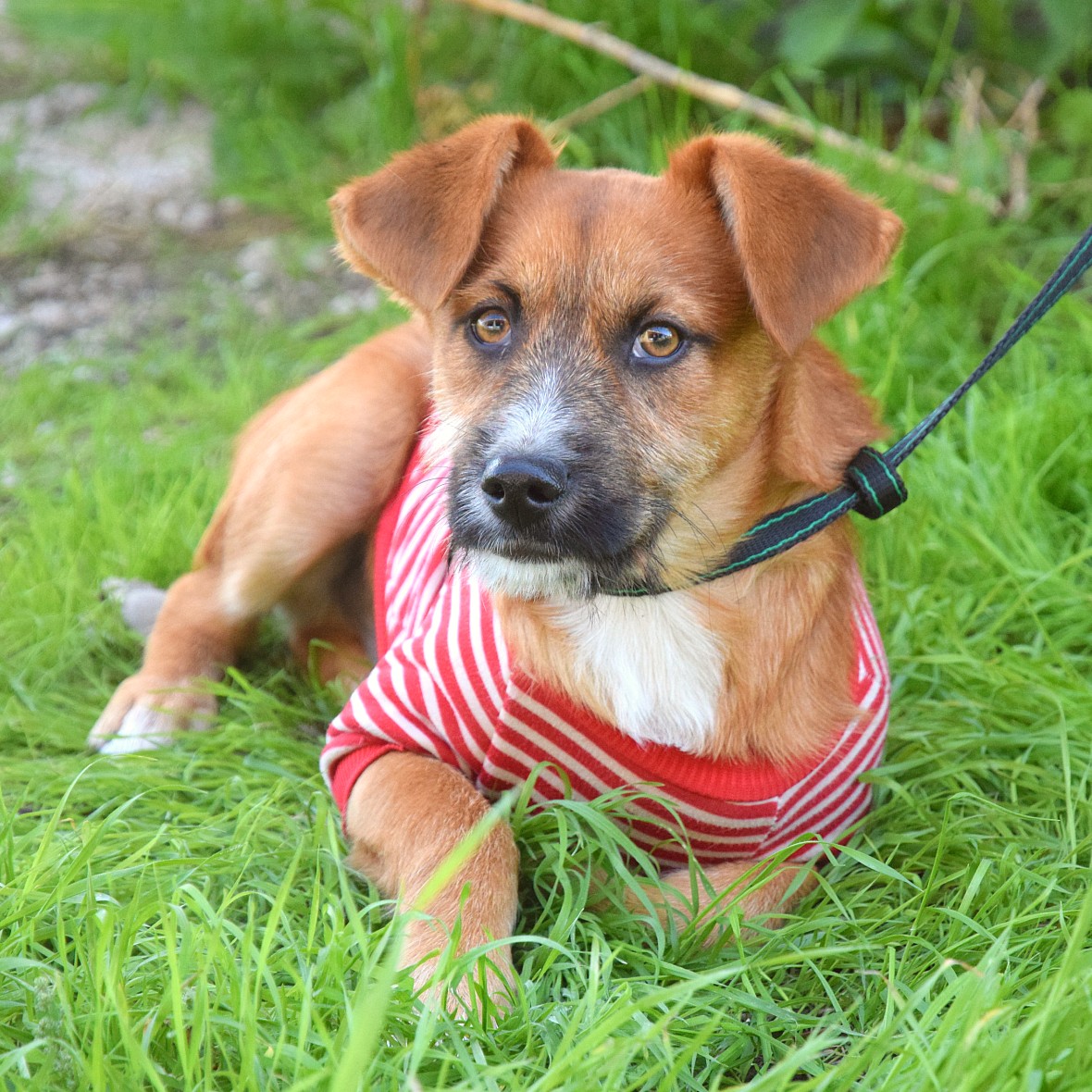 MOCHI | Petfinder Tiervermittlung