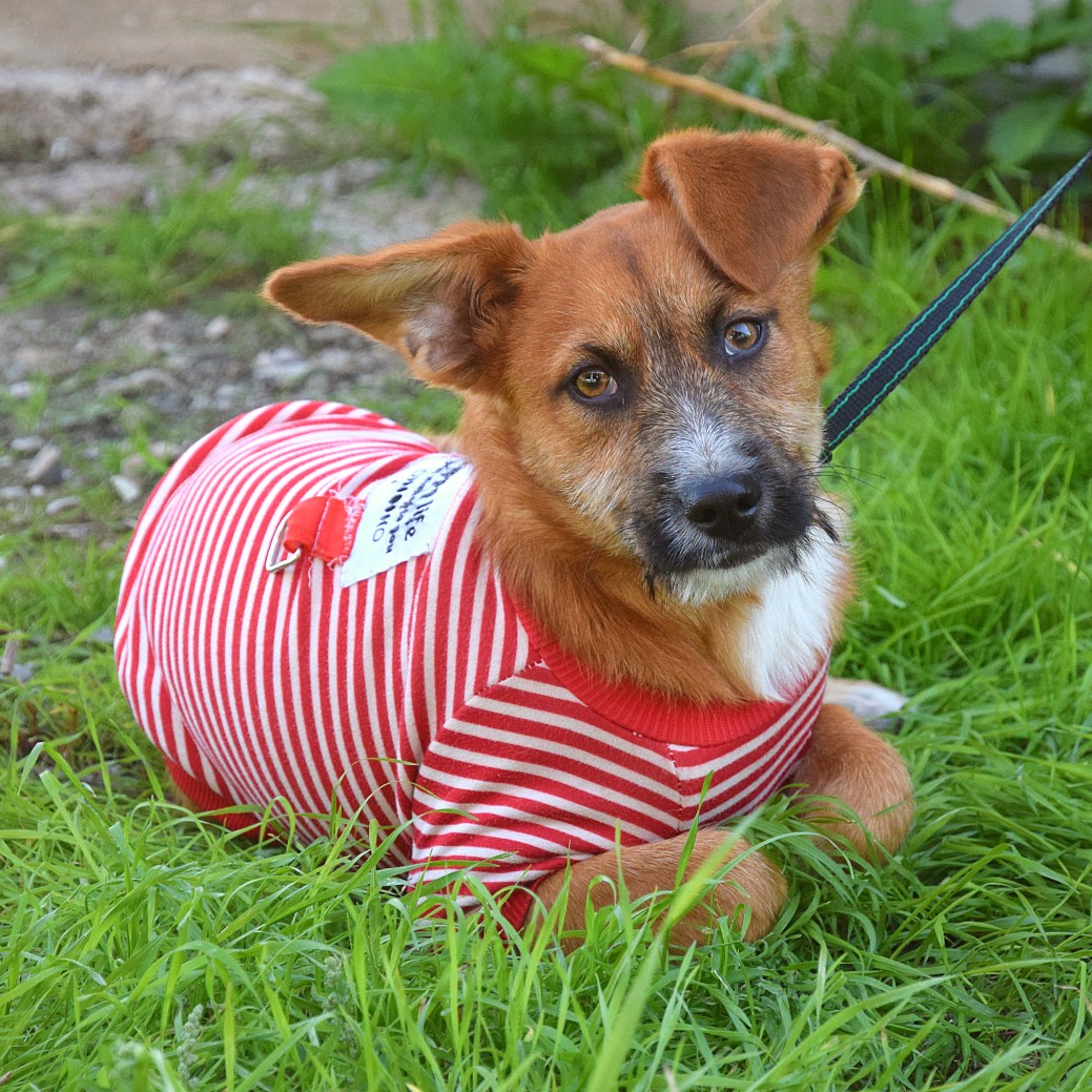 MOCHI | Petfinder Tiervermittlung