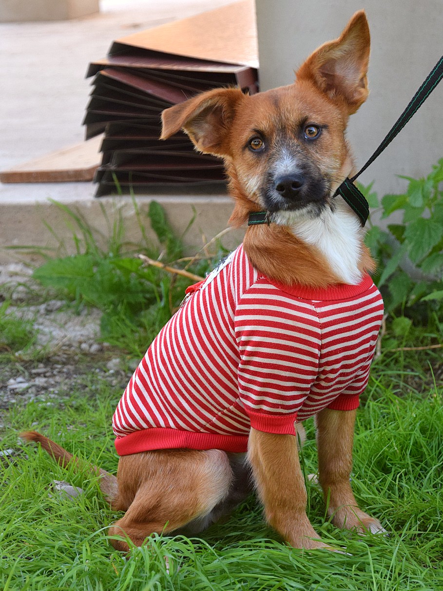 MOCHI | Petfinder Tiervermittlung