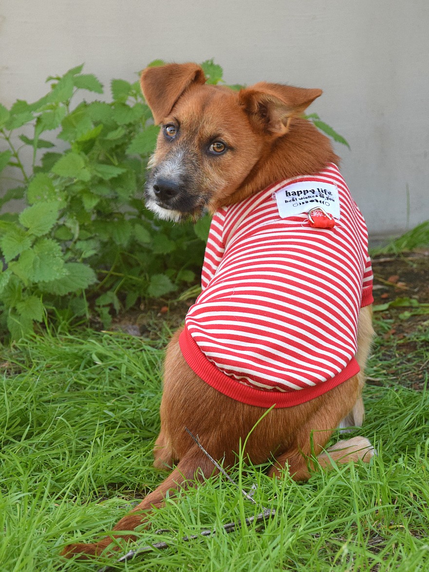 MOCHI | Petfinder Tiervermittlung