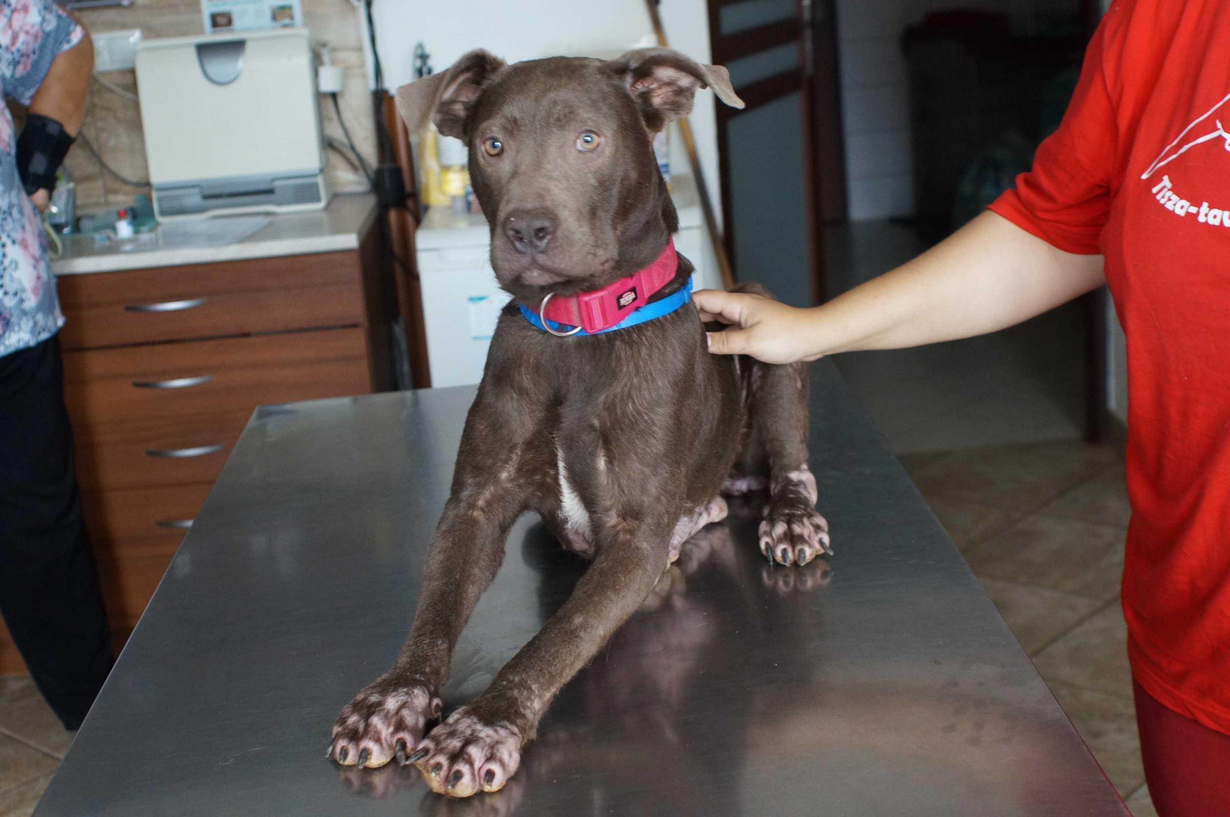 Molly | Petfinder Tiervermittlung