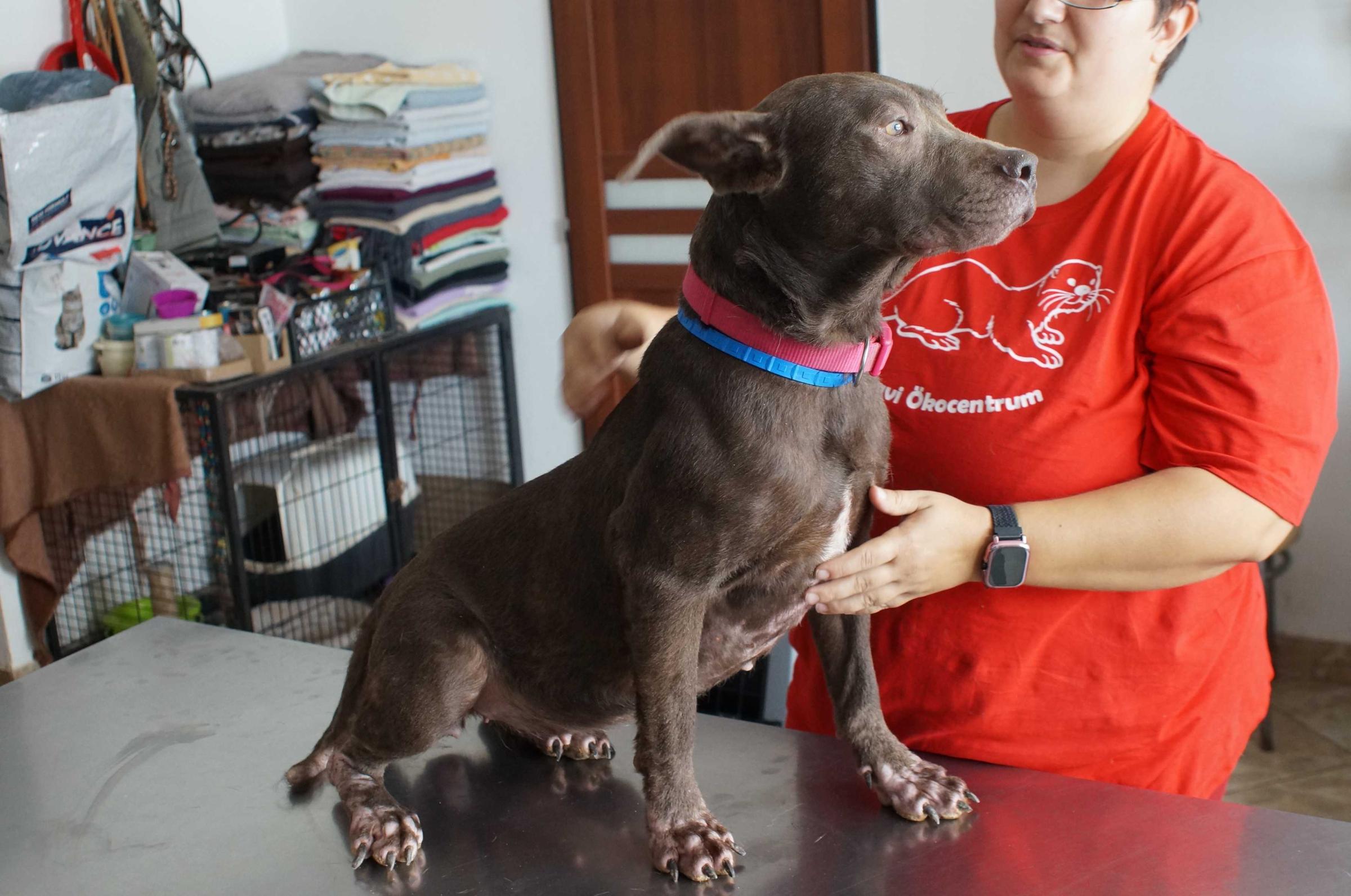 Molly | Petfinder Tiervermittlung