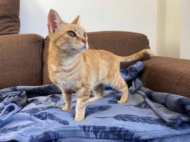 Molly | Petfinder Tiervermittlung