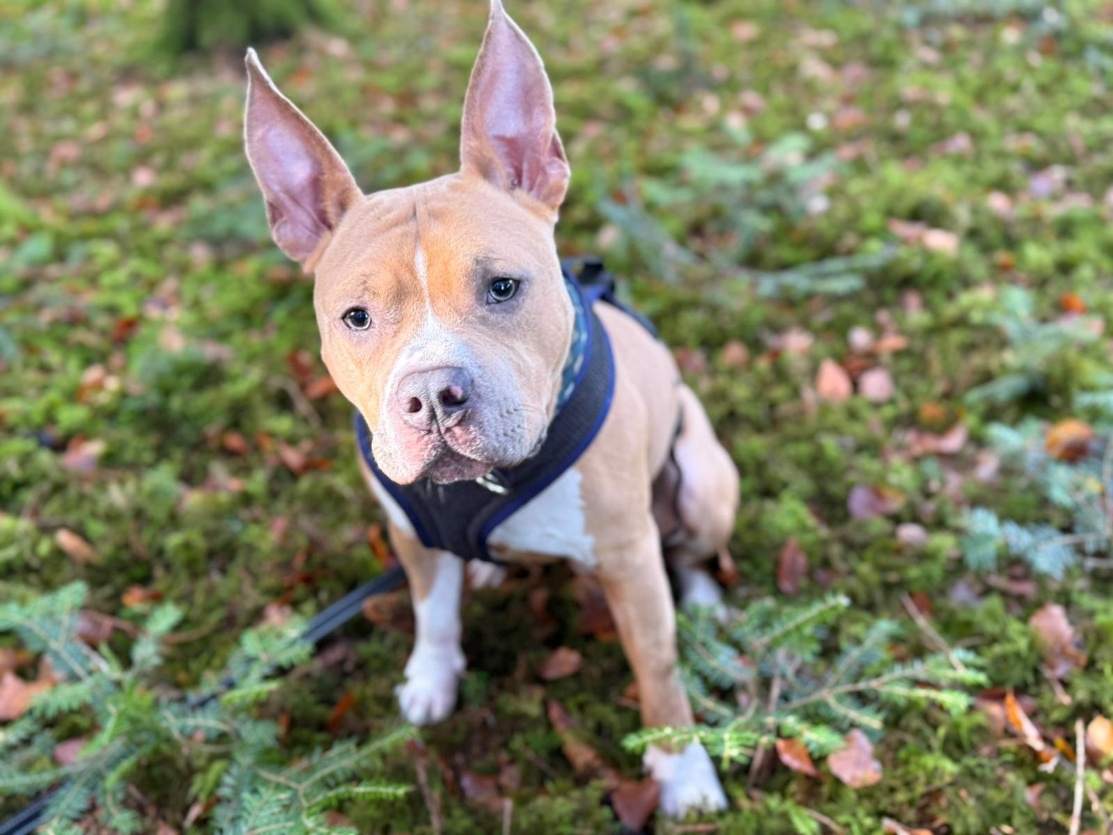 Nacho | Petfinder Tiervermittlung