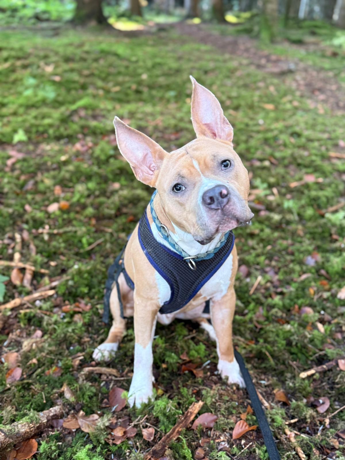 Nacho | Petfinder Tiervermittlung