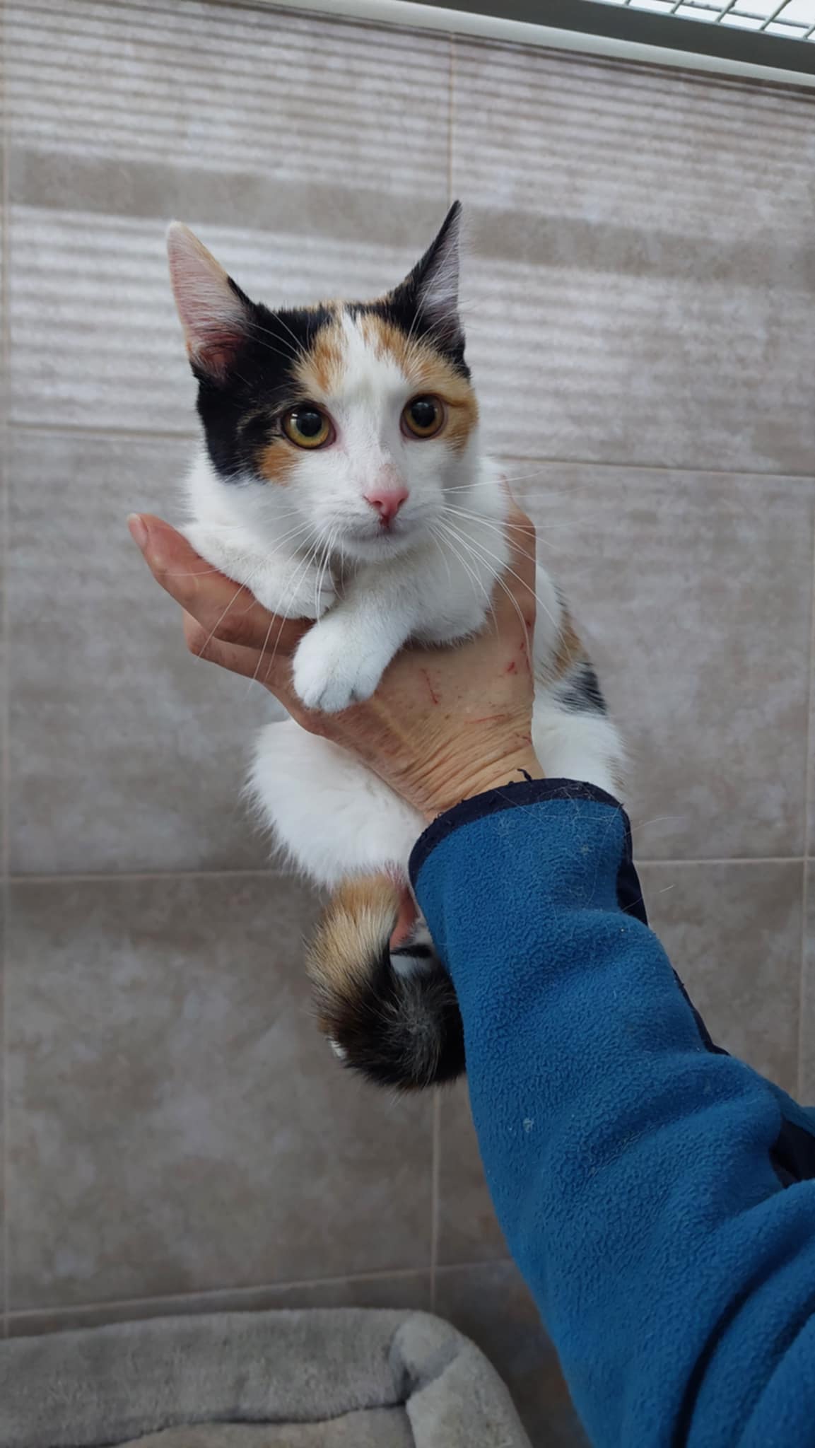 Nala | Petfinder Tiervermittlung