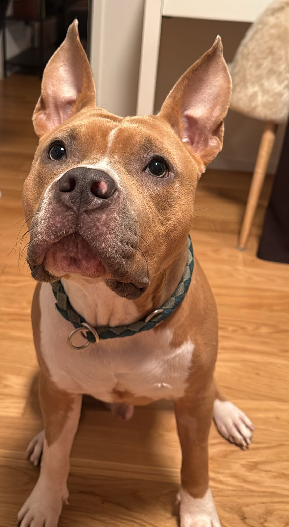 Nacho | Petfinder Tiervermittlung