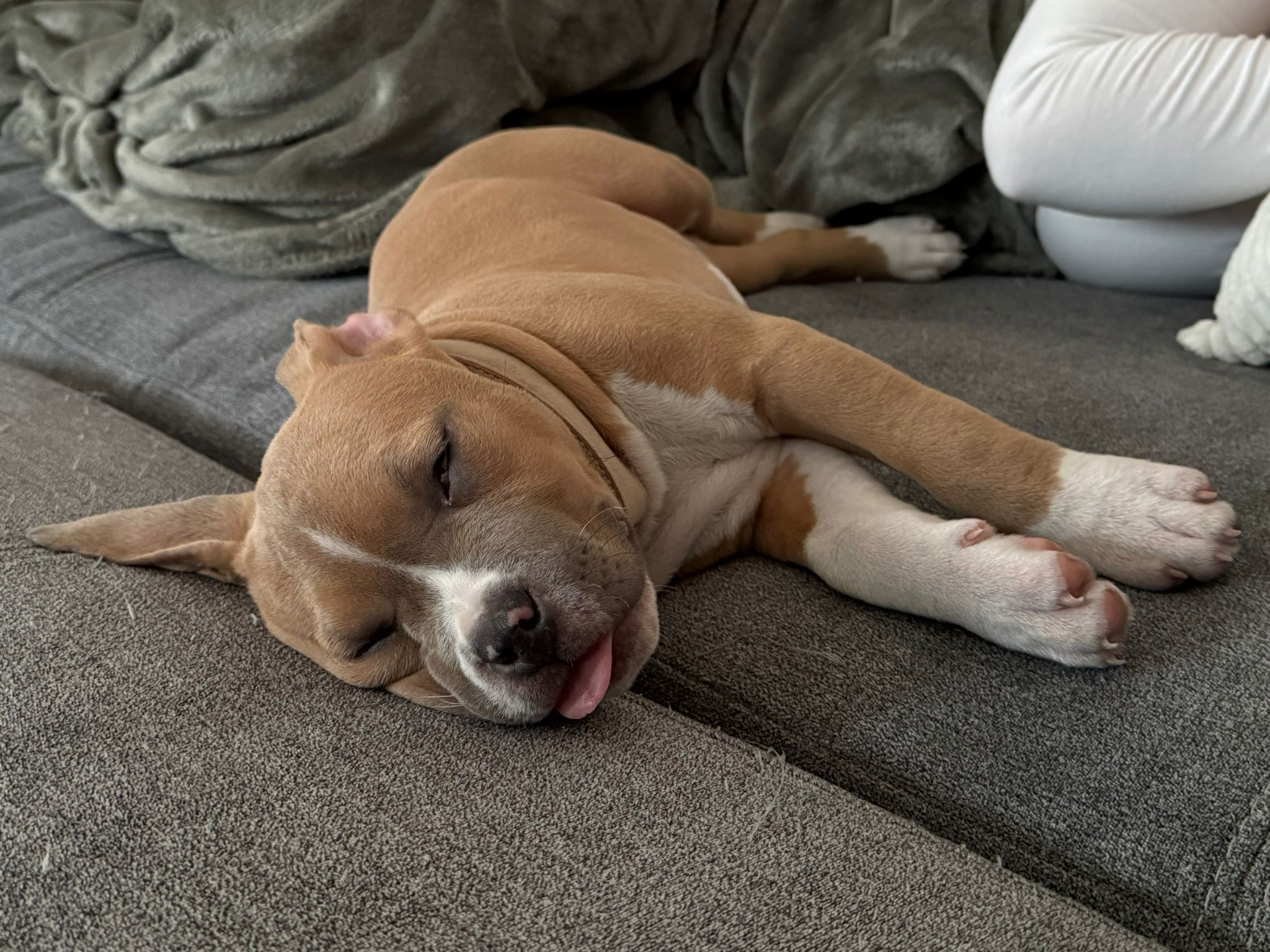 Nacho | Petfinder Tiervermittlung