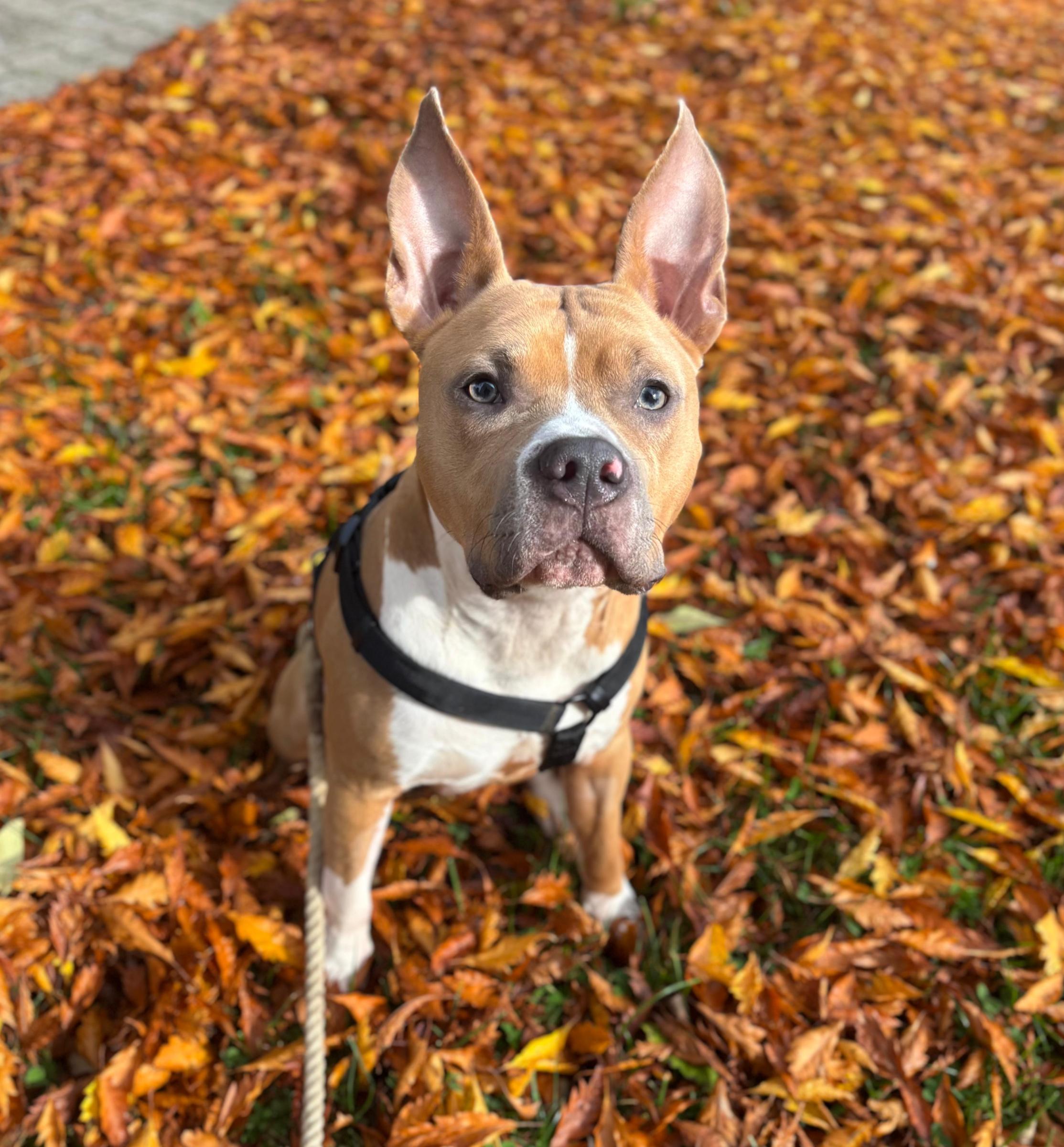 Nacho | Petfinder Tiervermittlung