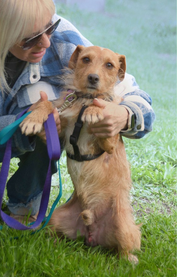 Tommy | Petfinder Tiervermittlung