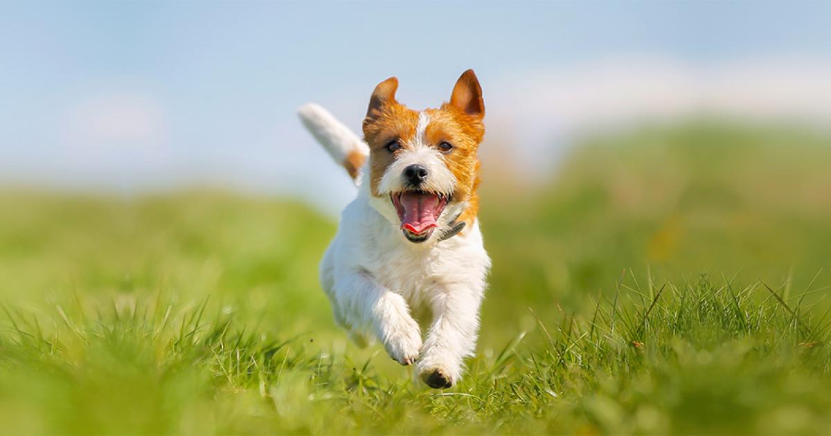 Ratgeber Alles über Hunde | Petfinder