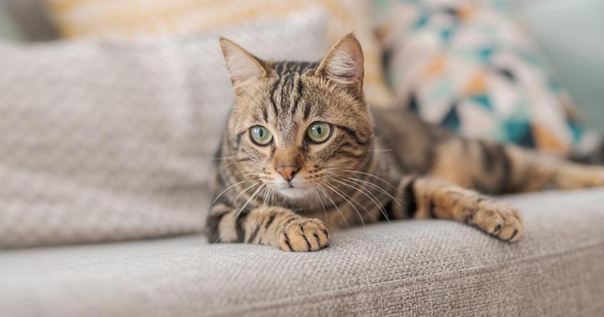 Ratgeber Alles über Katzen | Petfinder