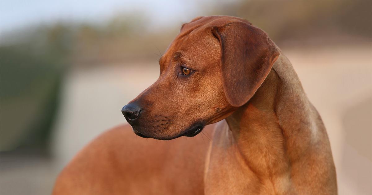 Rhodesian Ridgeback Rasseportrait - Hunderassen FCI Gruppe 6 ...