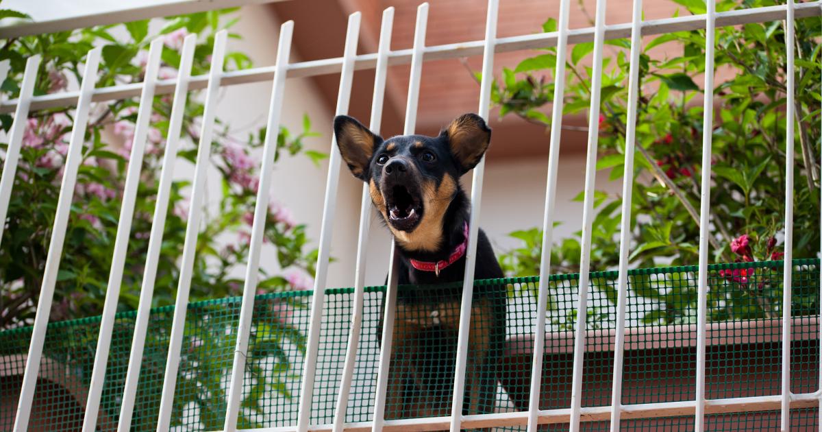 Warum Hunde bellen: Ursachen und Lösungen für Bellverhalten bei Hunden