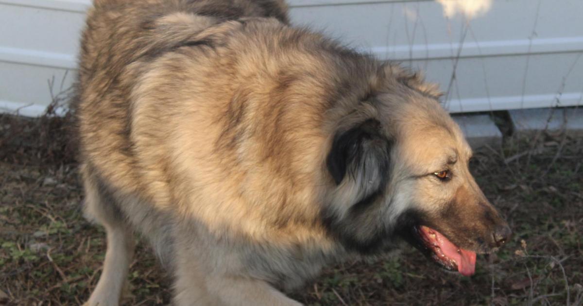 Merida | Petfinder Tiervermittlung