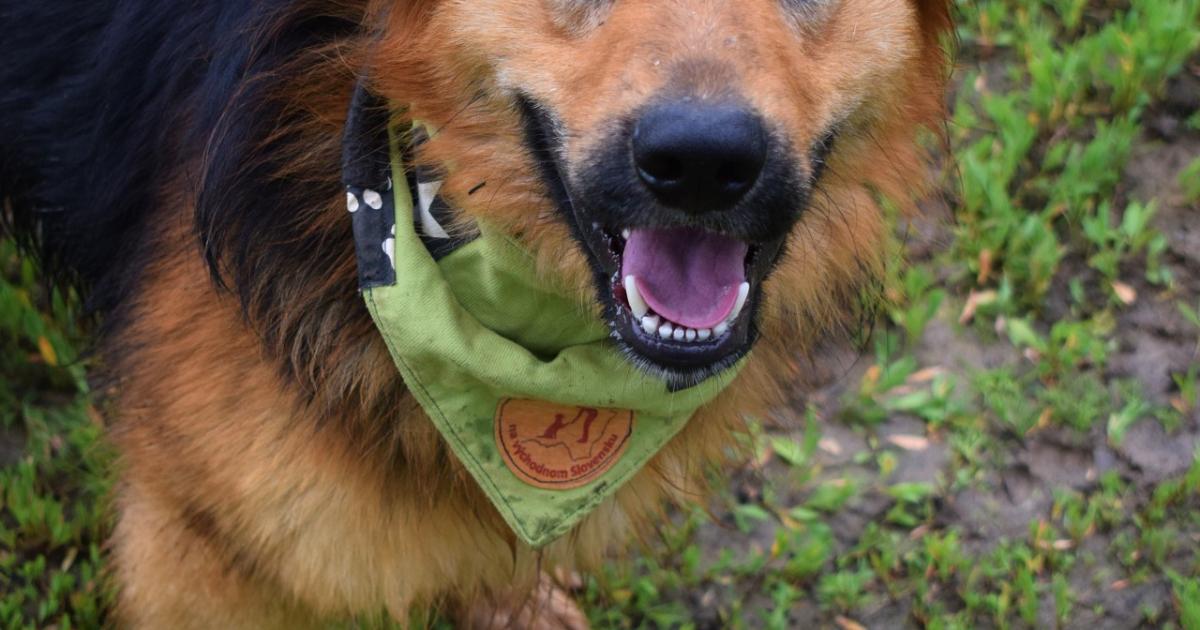 Igor | Petfinder Tiervermittlung