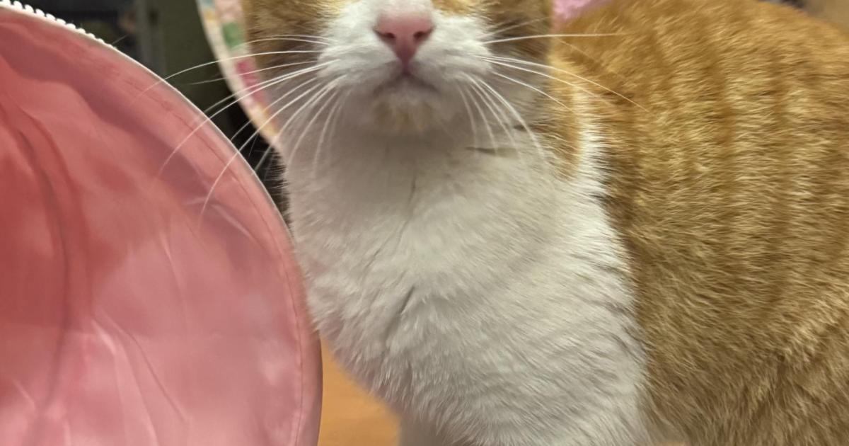 Nacho | Petfinder Tiervermittlung