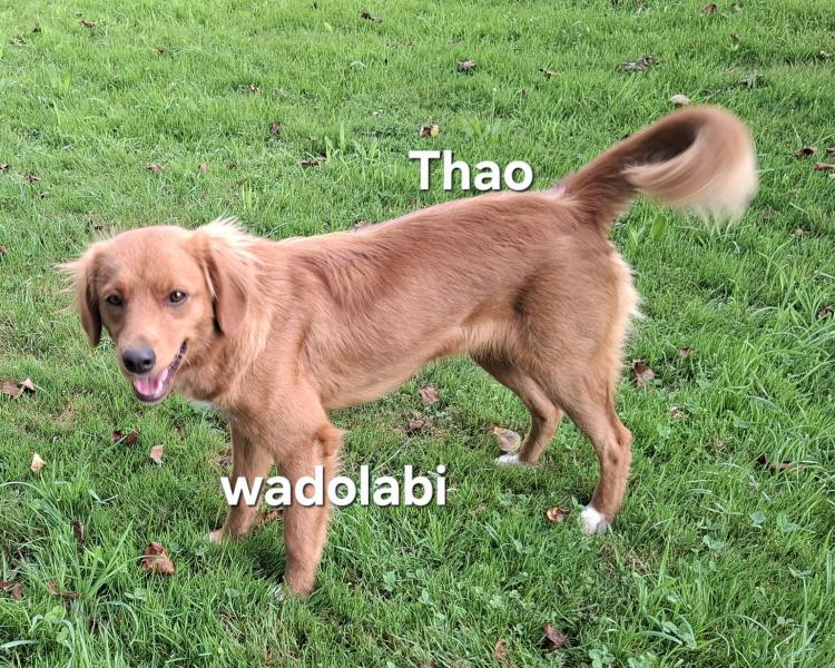 Thao | Petfinder Tiervermittlung