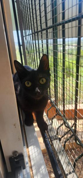 Chanel | Petfinder Tiervermittlung