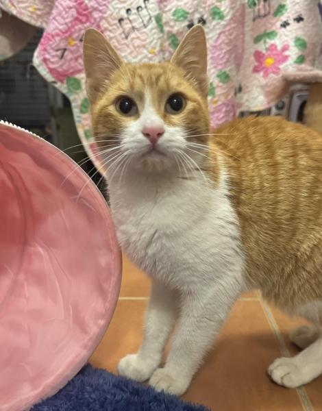 Nacho | Petfinder Tiervermittlung