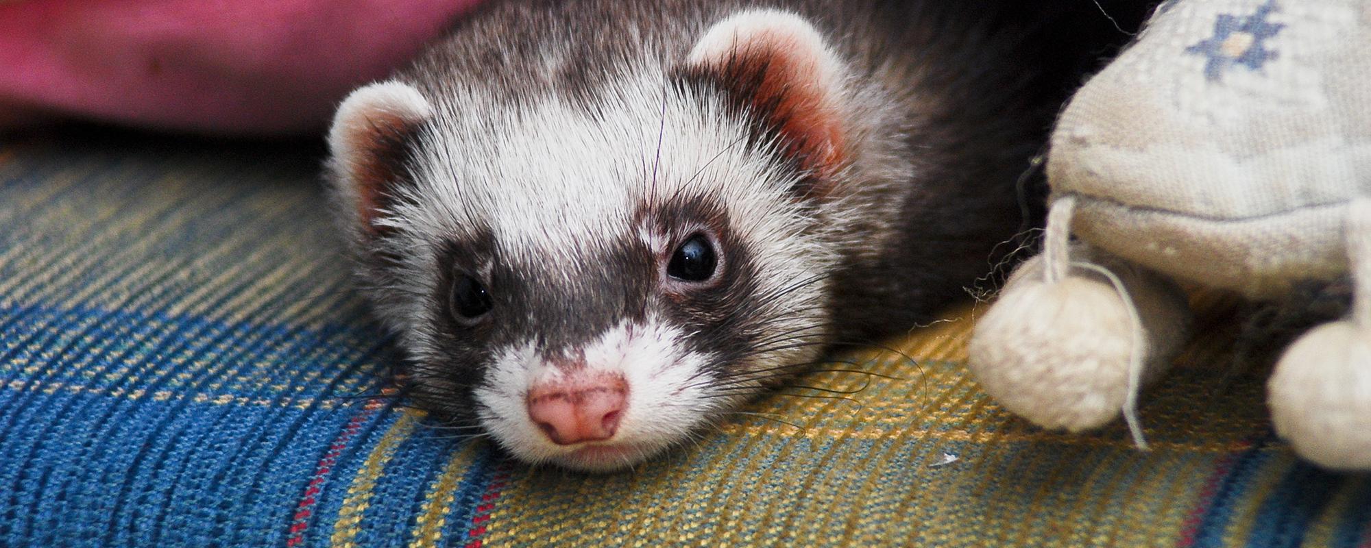 Was ist bei der Haltung von Frettchen zu beachten | Petfinder ...