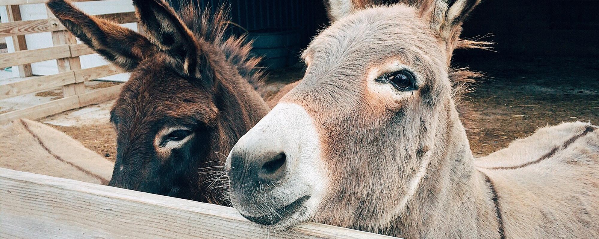 Esel halten als Haustier | Petfinder Tiervermittlung