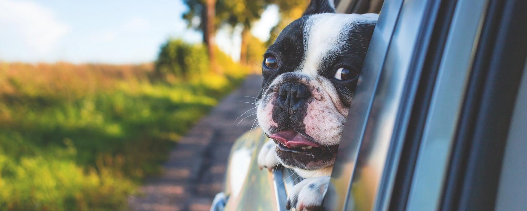 Worauf ist beim Transport von Hunden im Auto zu achten | Petfinder ...