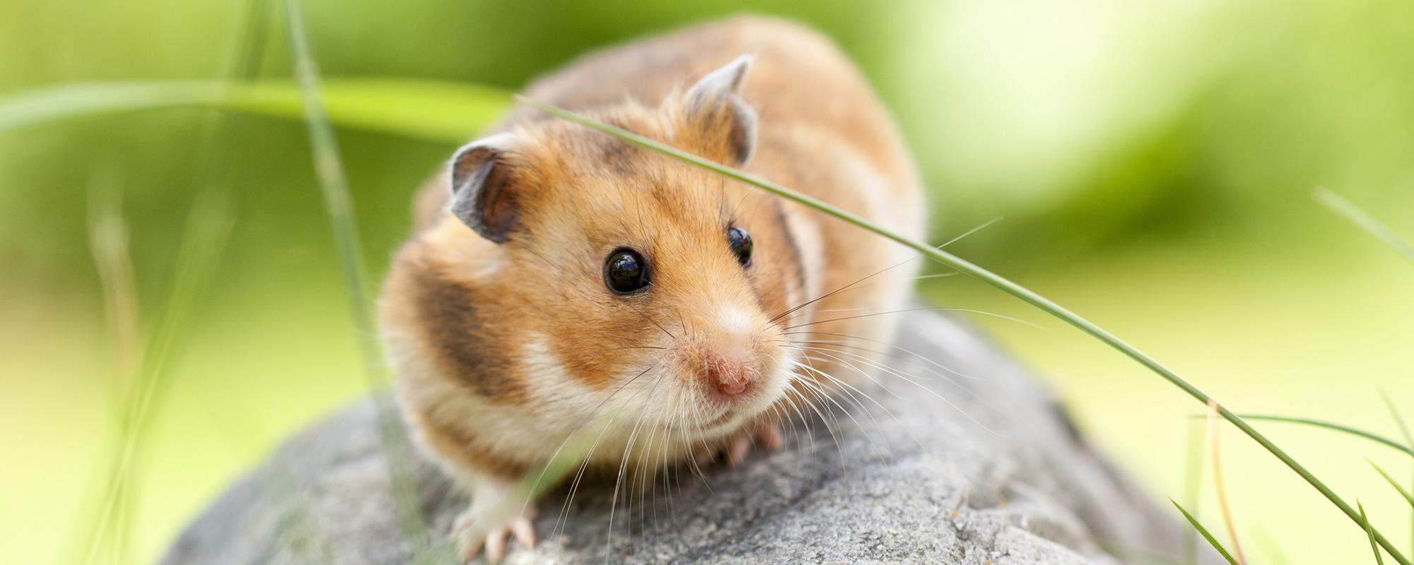 Die Haltung von Hamster - Alles zur Heimtierhaltung der verschiedenen ...