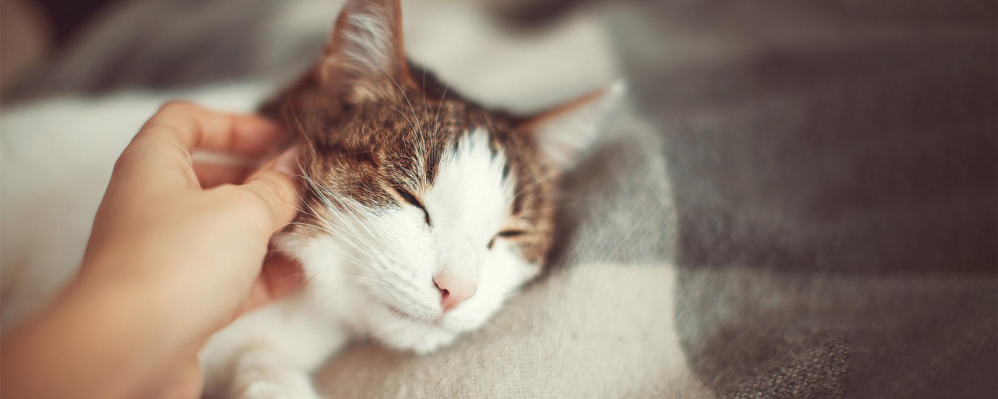 Wie man Katzen richtig streichelt | Petfinder Tiervermittlung