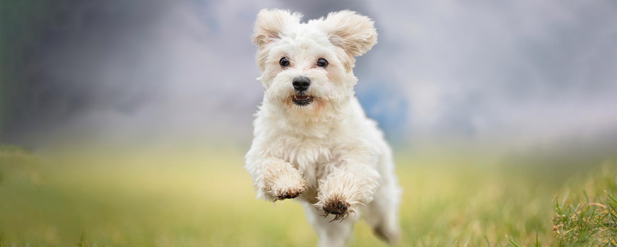 Rasseportrait Malteser - ursprüngliche Aufgabe, Aussehen und Charakter ...