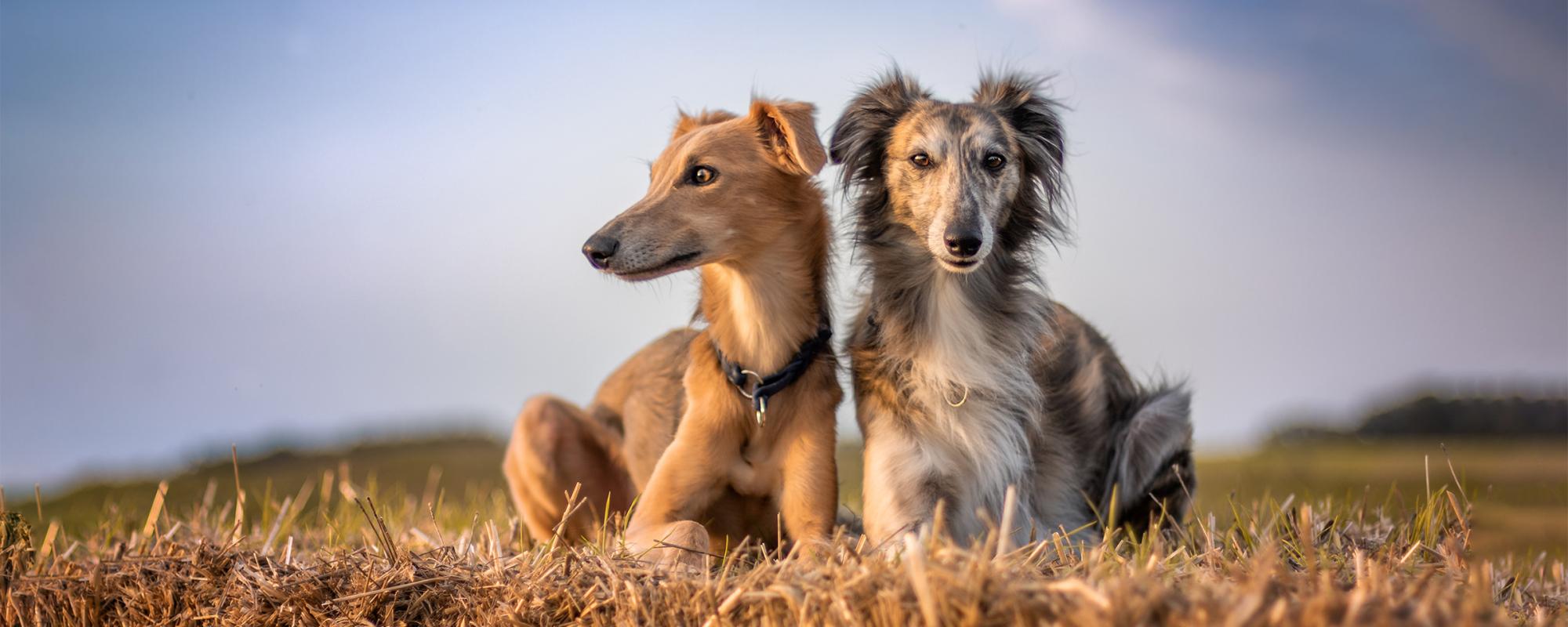 Rasseportrait Silken Windsprite - ursprüngliche Aufgabe, Aussehen und ...