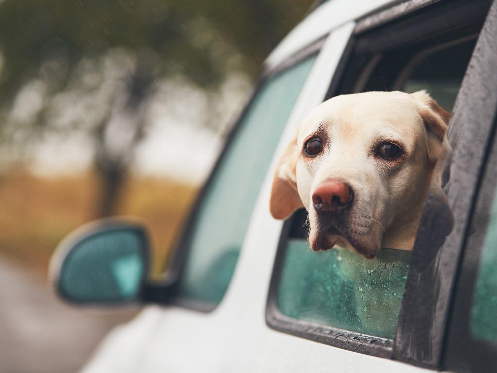Worauf ist beim Transport von Hunden im Auto zu achten | Petfinder ...